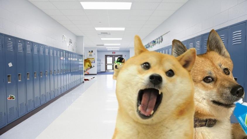 Petition · Doge Rights Matter! - Australia · Change.org