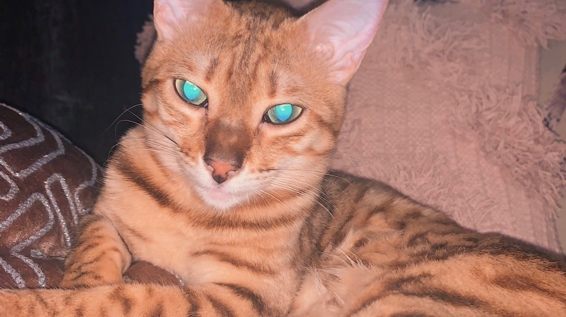 Petition · Keep Nala - United States · Change.org