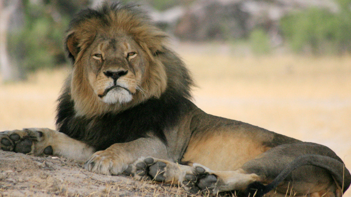 Petition · Help Save the African Lion from Extinction - United States ...