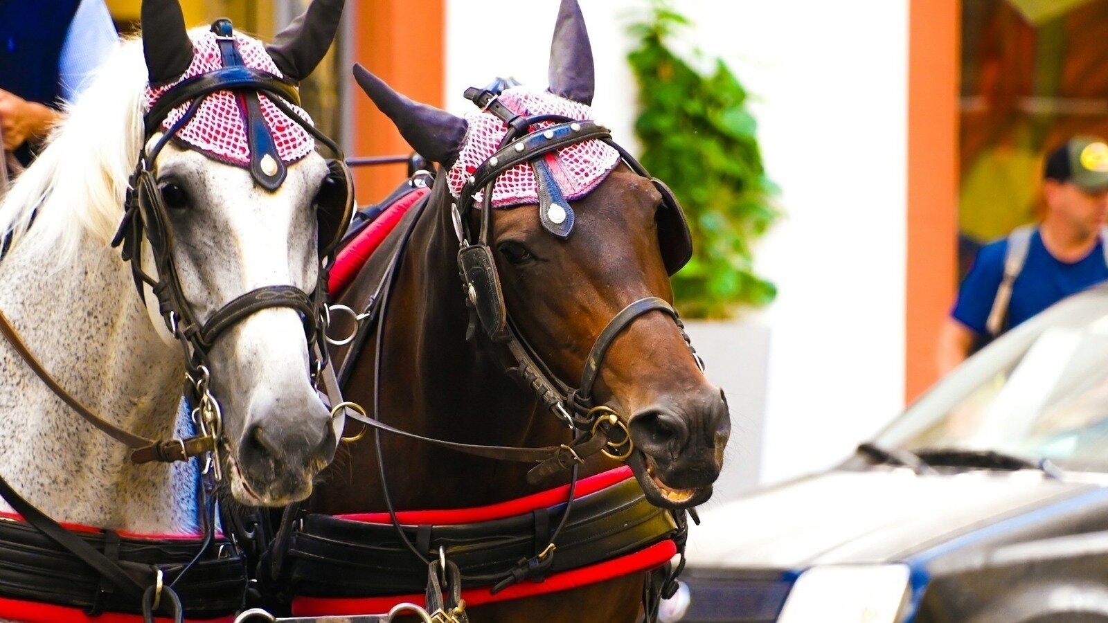 Petition · Ban Horse-Drawn Carriages in Frankenmuth to Protect Animal ...