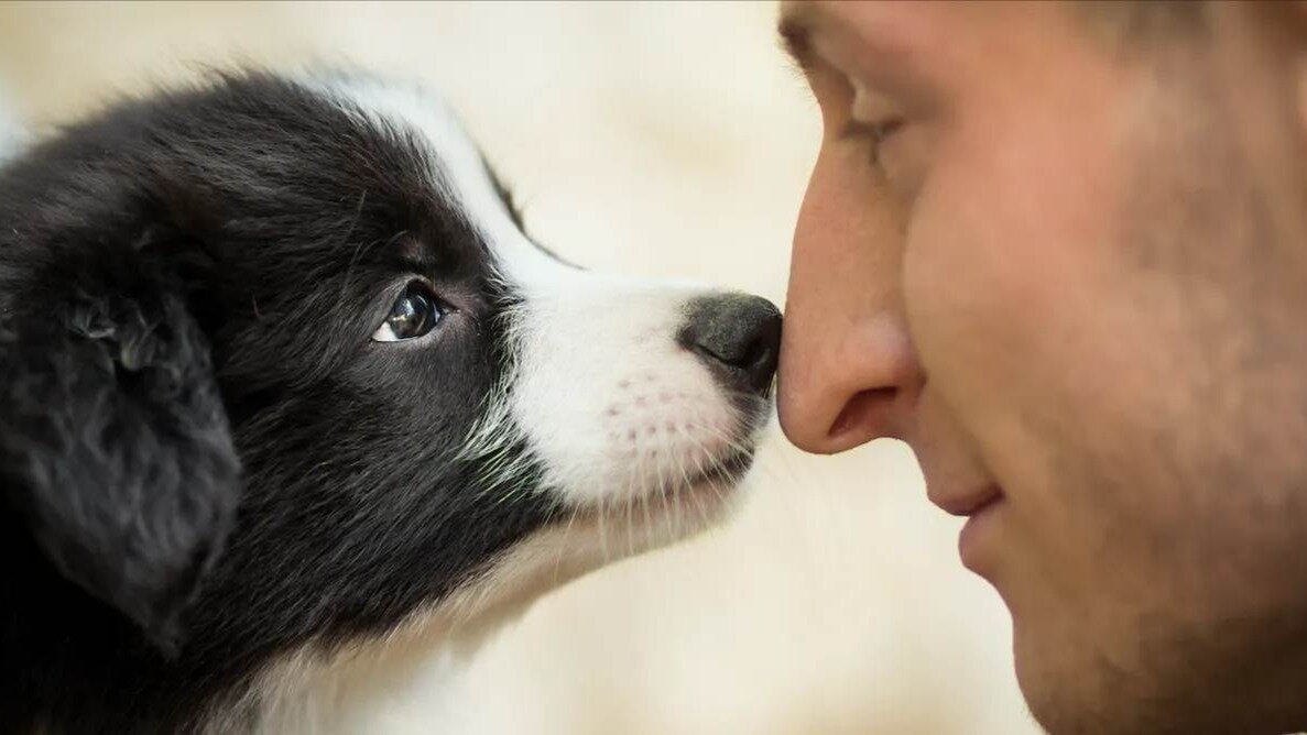 Petition · Animals - Philippines · Change.org