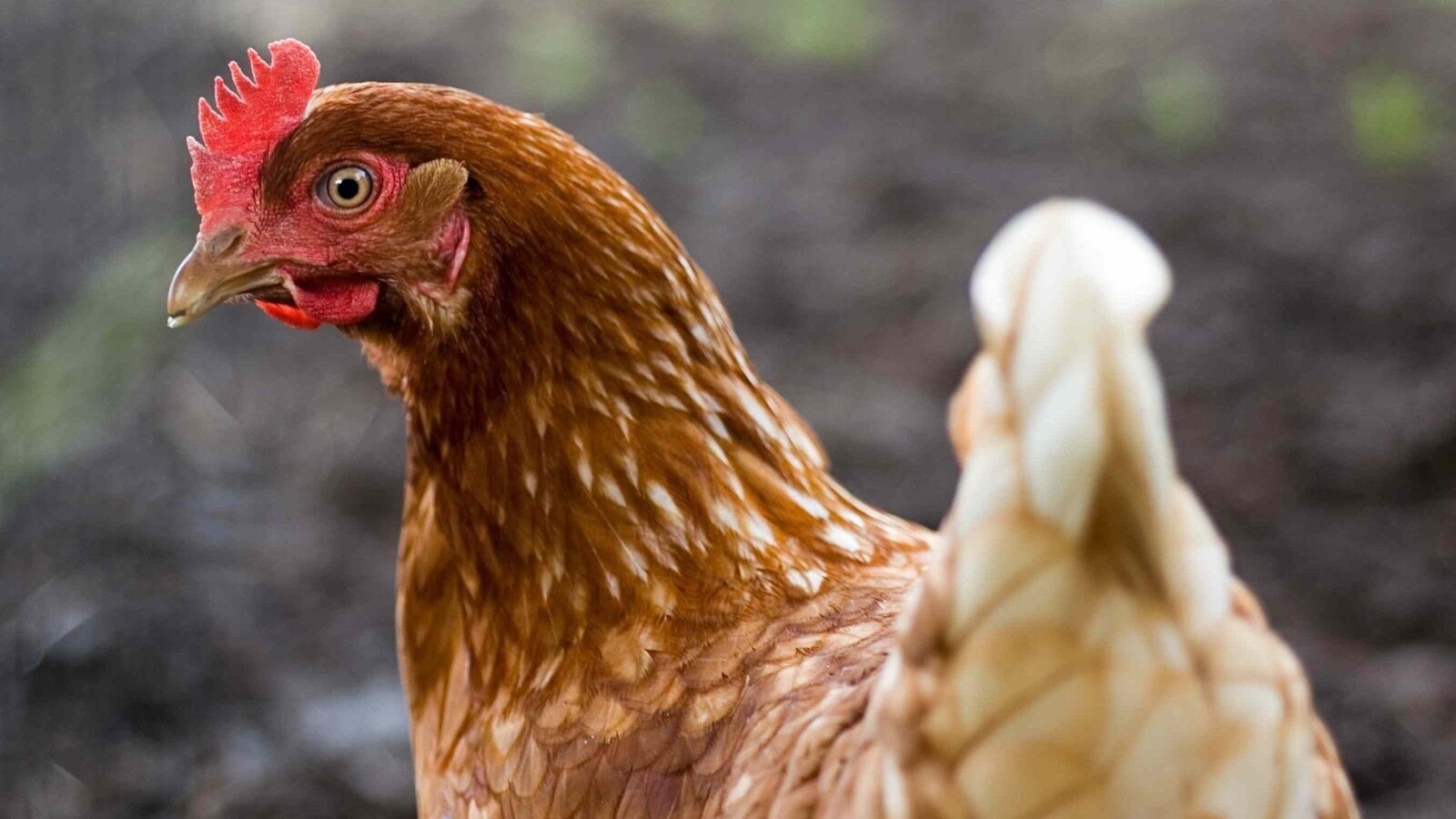 Petition · Allow Urban Chicken Keeping in Liberty, IN for Egg ...