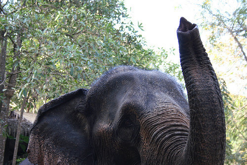 Petition · Save Starving Elephants from Temple in Thailand - United ...