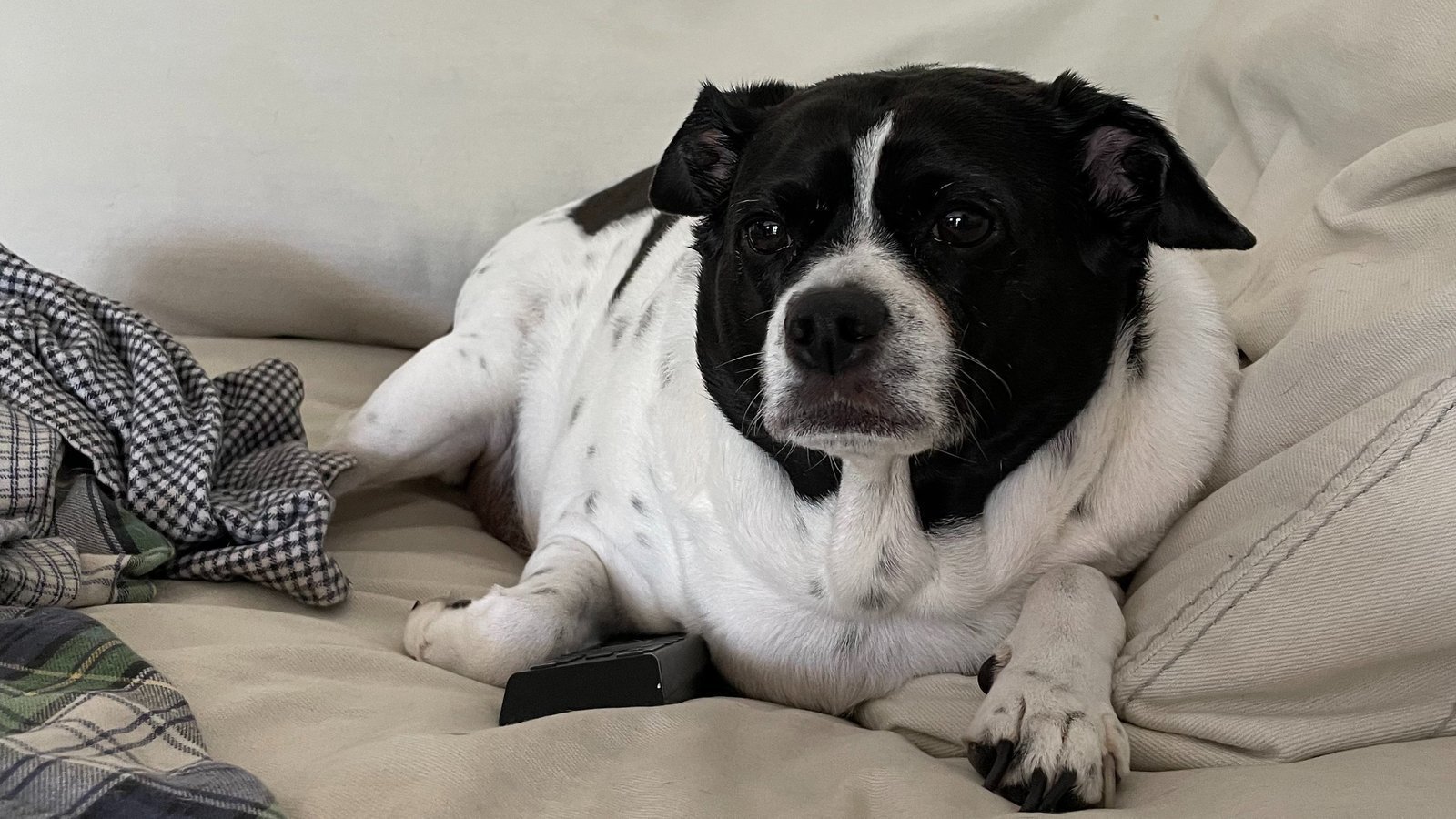 Petition · Acquire a Delt Dog - United States · Change.org