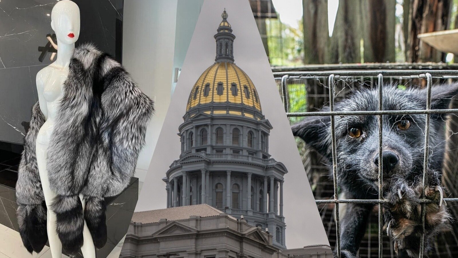 Petition · Urge the Colorado State Legislature: Ban Fur Sales Now ...