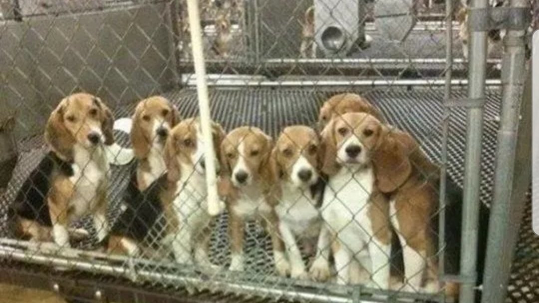 Petition · Stop the opening of the Beagle Farm in Hull - United Kingdom ...