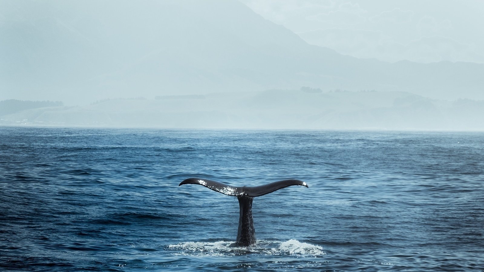 Petition · Stop Whaling Now! - United Kingdom · Change.org