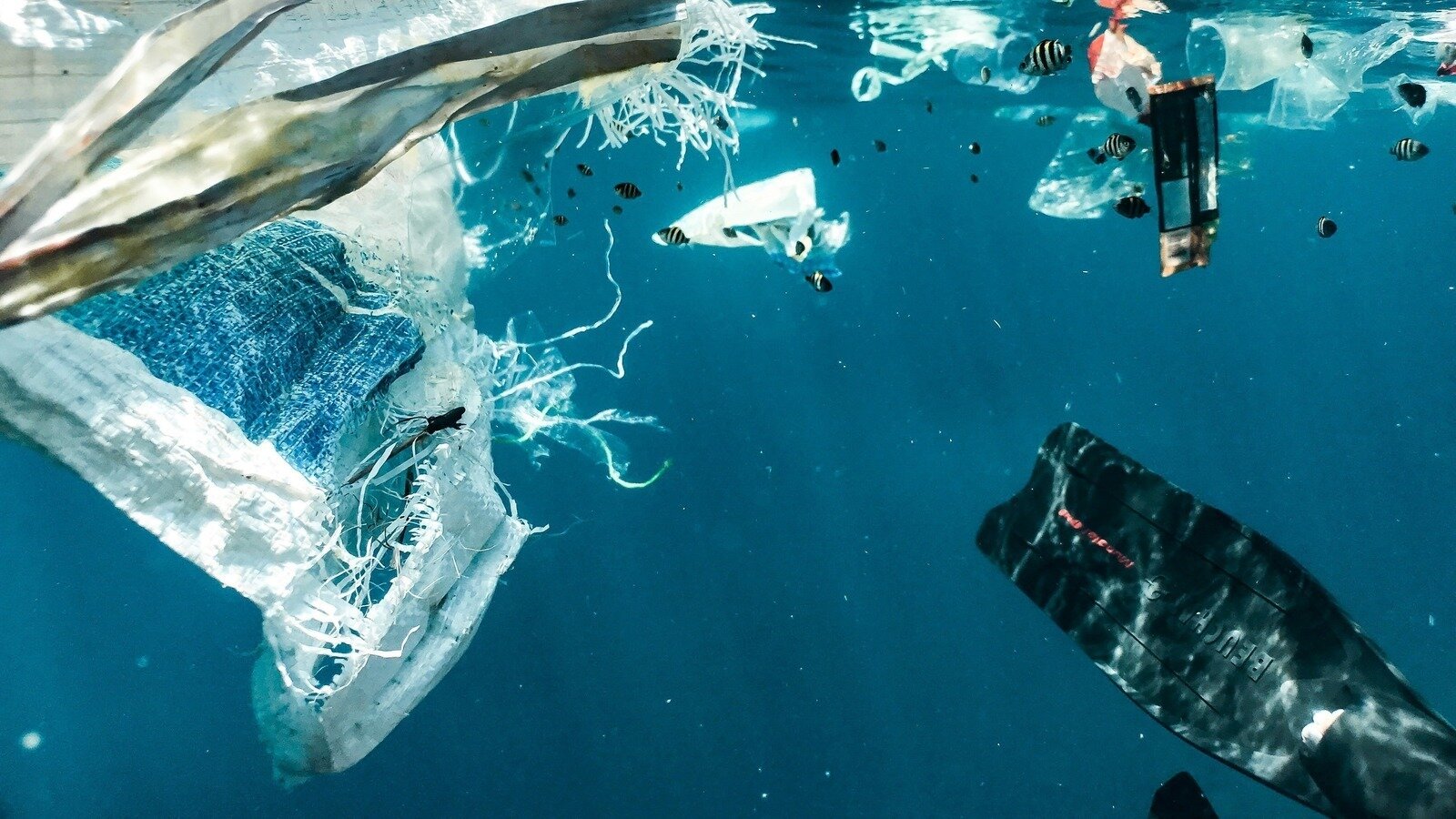 Petition · Ban Single Use Plastics - United States · Change.org