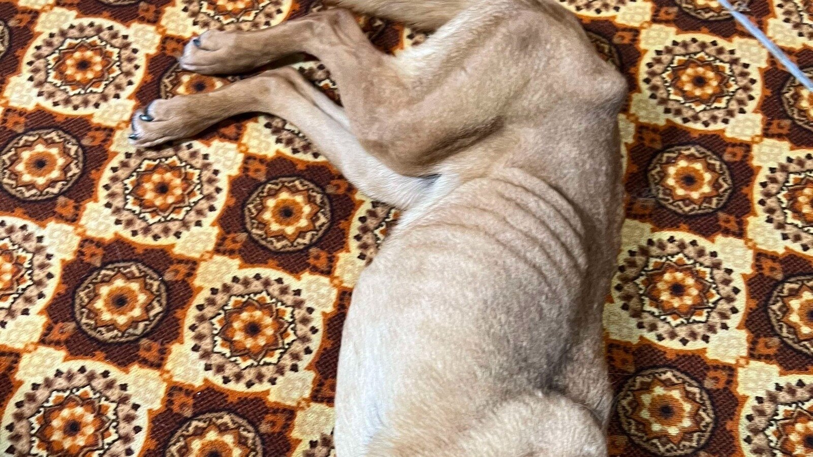 Petition · End the Inhumane Culling of Stray Dogs in Canada – Demand ...