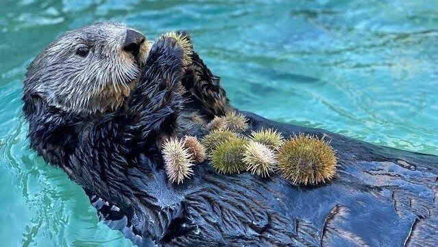 Petition · Protect Sea Otters from Habitat Threats - United States ...