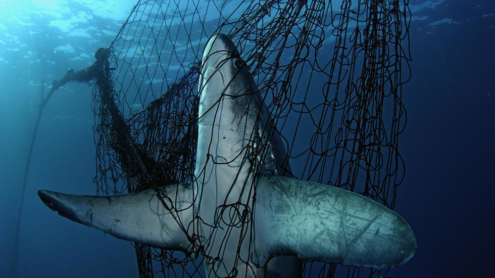 Petition · Get rid of NSW's inhumane shark nets - Australia · Change.org