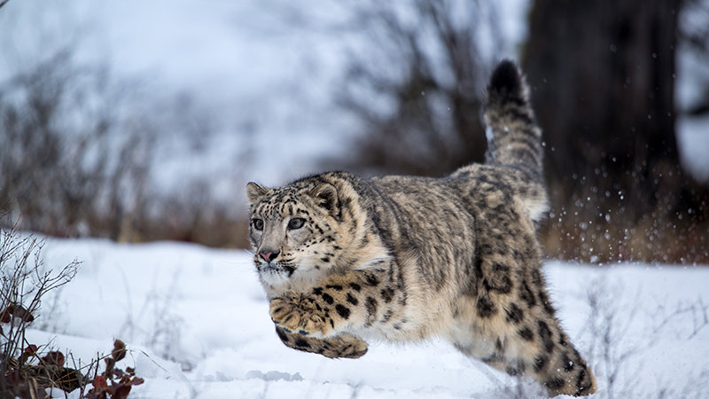 Petition · Government should implement laws strictly to save endangered ...