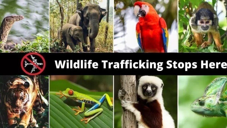 Petition · STOP WILDLIFE TRAFFICKING:PROTECT ENDANGERED SPECIES FROM ...