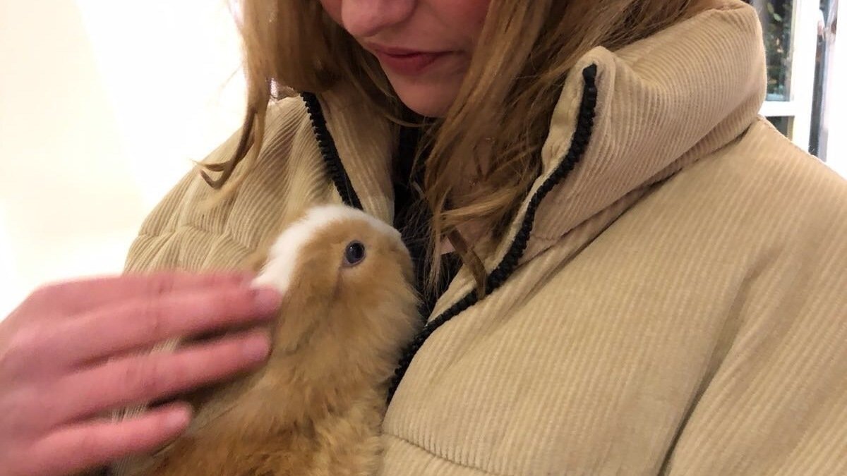 Petition · I would love a bunny however my mum is hesitant - United ...
