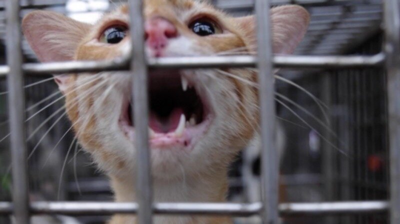Petition update · SIGN NOW: Cats are being boiled alive... · Change.org ...