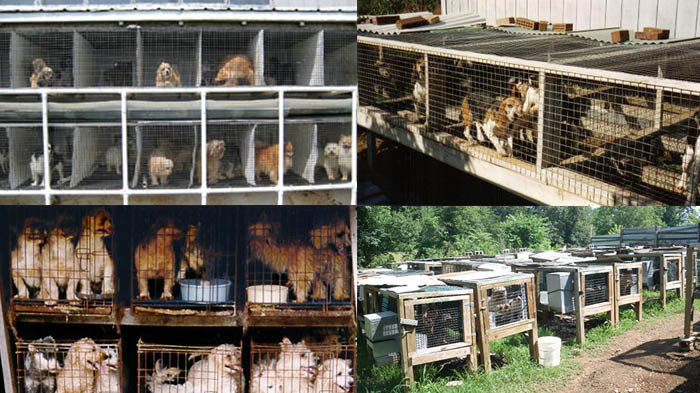 Petition · Pass a federal law banning puppy mills and unlicensed ...