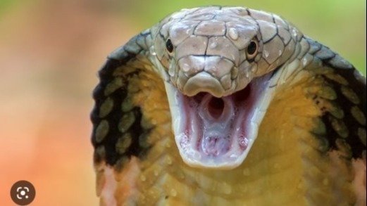 Petition · Change the name of snake to danger noodle - United Kingdom ...