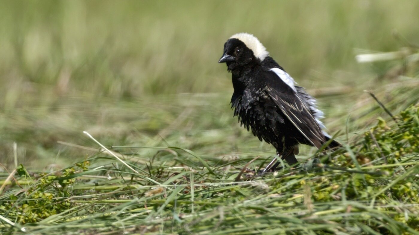 Petition · Delay Mowing at Rabbit Run Farm to Protect Migratory ...