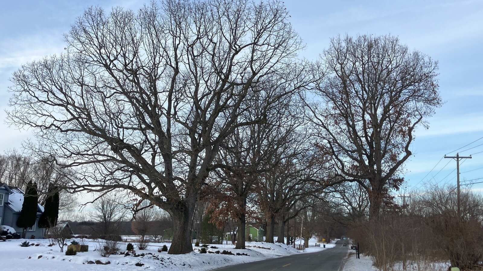Petition · Stop the County from Cutting Down 100-year-old Trees along ...