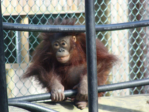 Petition · Ask Arkansas to Ban Primate Ownership - United States ...