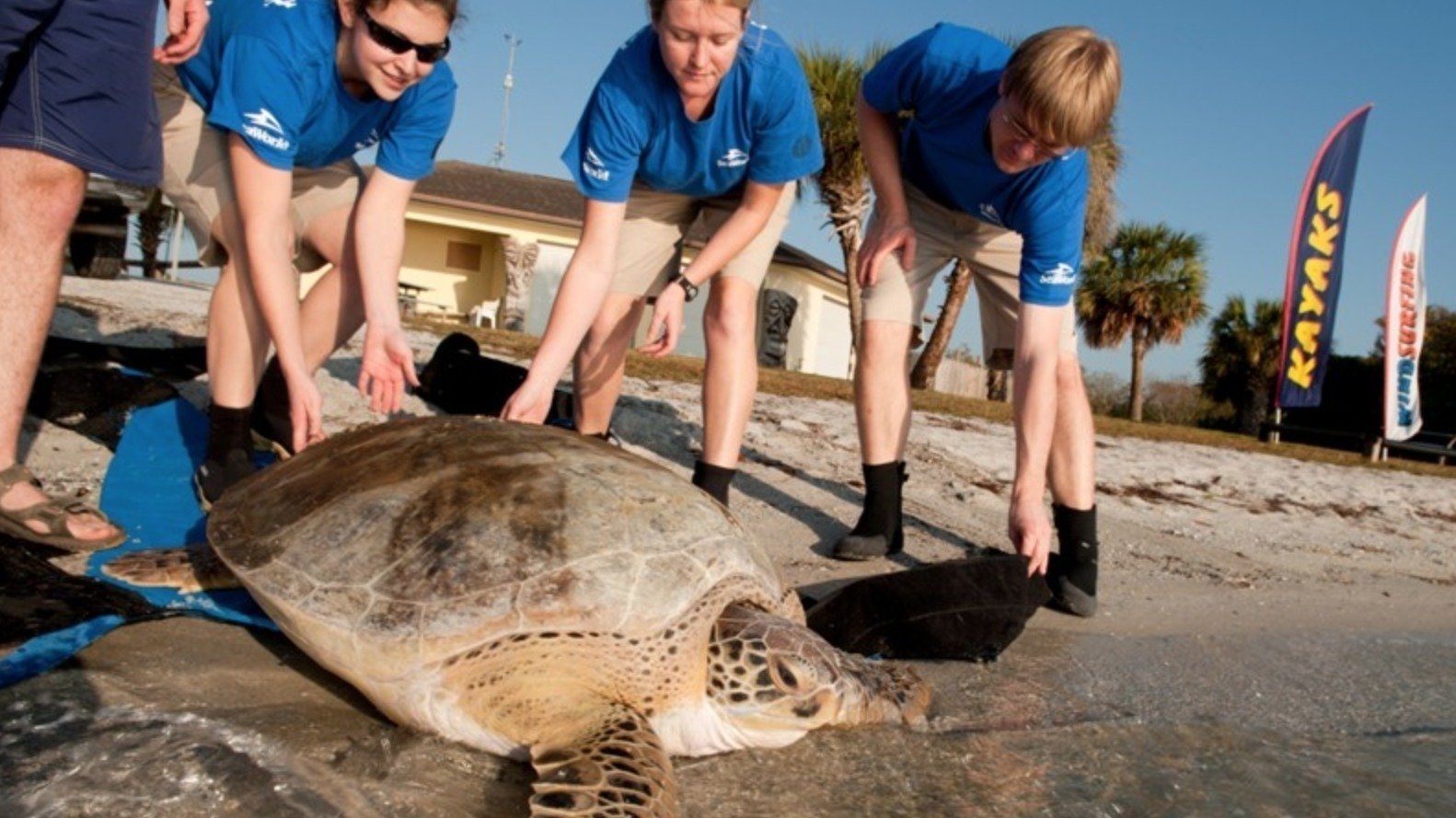 Petition · Stop Spreading Propaganda about Seaworld! · Change.org