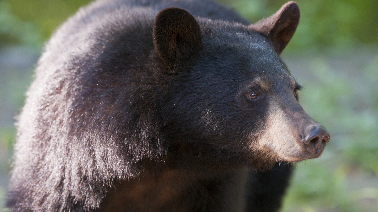 Petition update · Stop New Jersey Bear Hunt! - Calls to action included ...