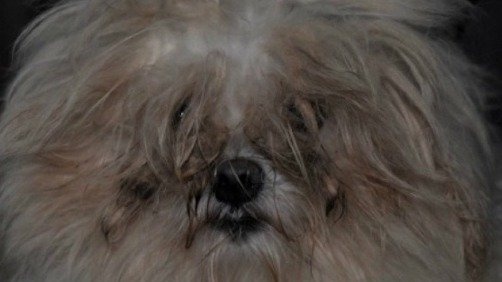 Petition · Winona County Board: Visit Leroy Yoder's Dog Barns before ...