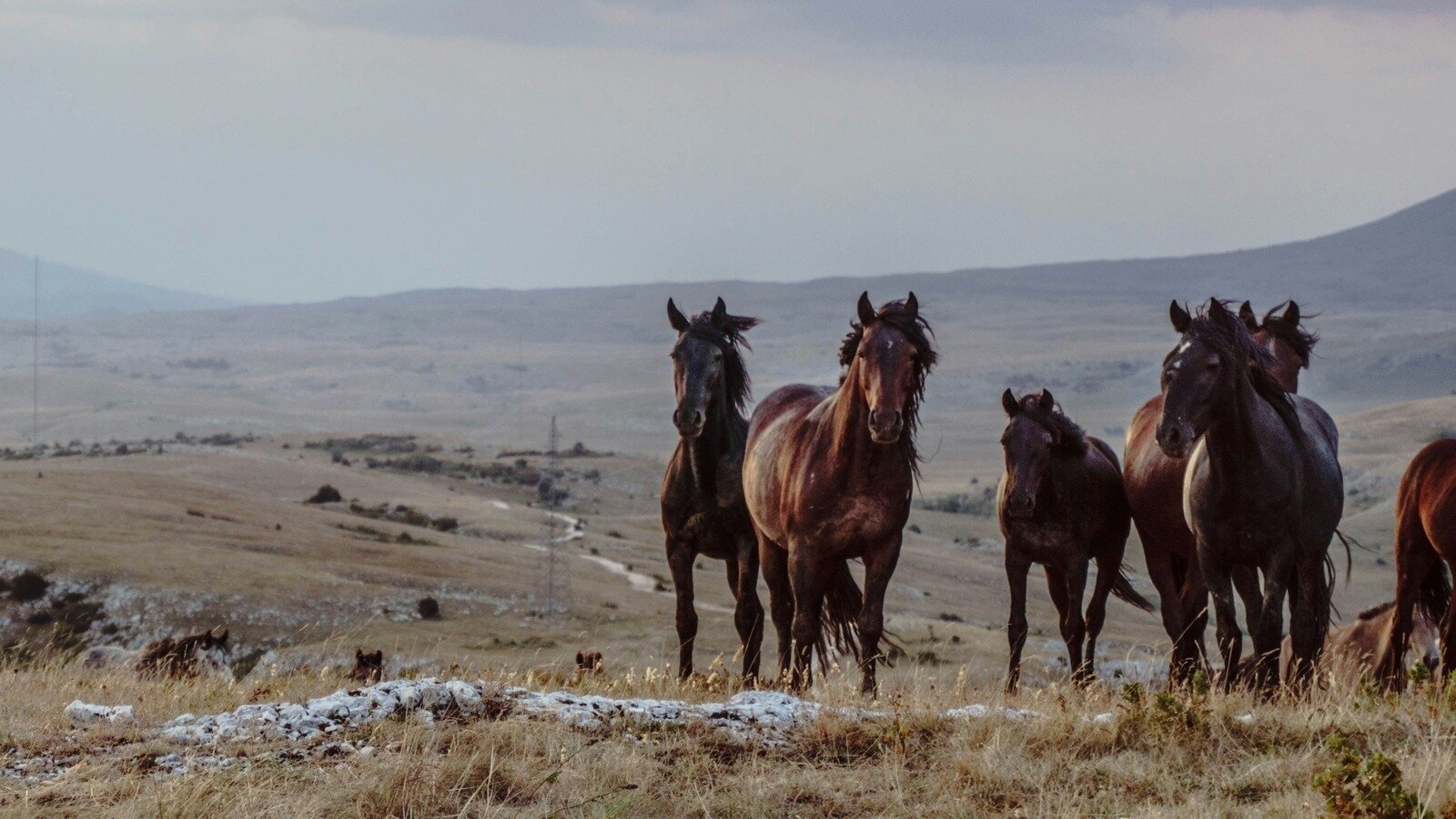 Petition · Stop Kentucky’s Wild Horses From Being Sent to Slaughter ...