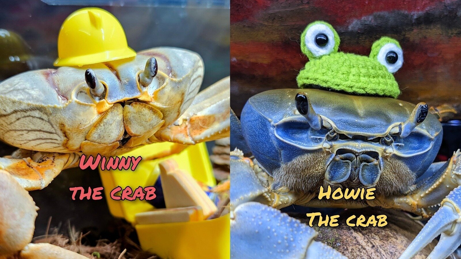 Petition · Ban Cooking Crustaceans Alive - United States · Change.org