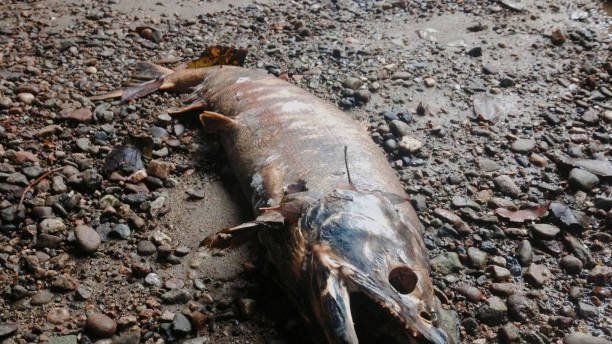 Petition · Help Save Our Dying Salmon - Canada · Change.org