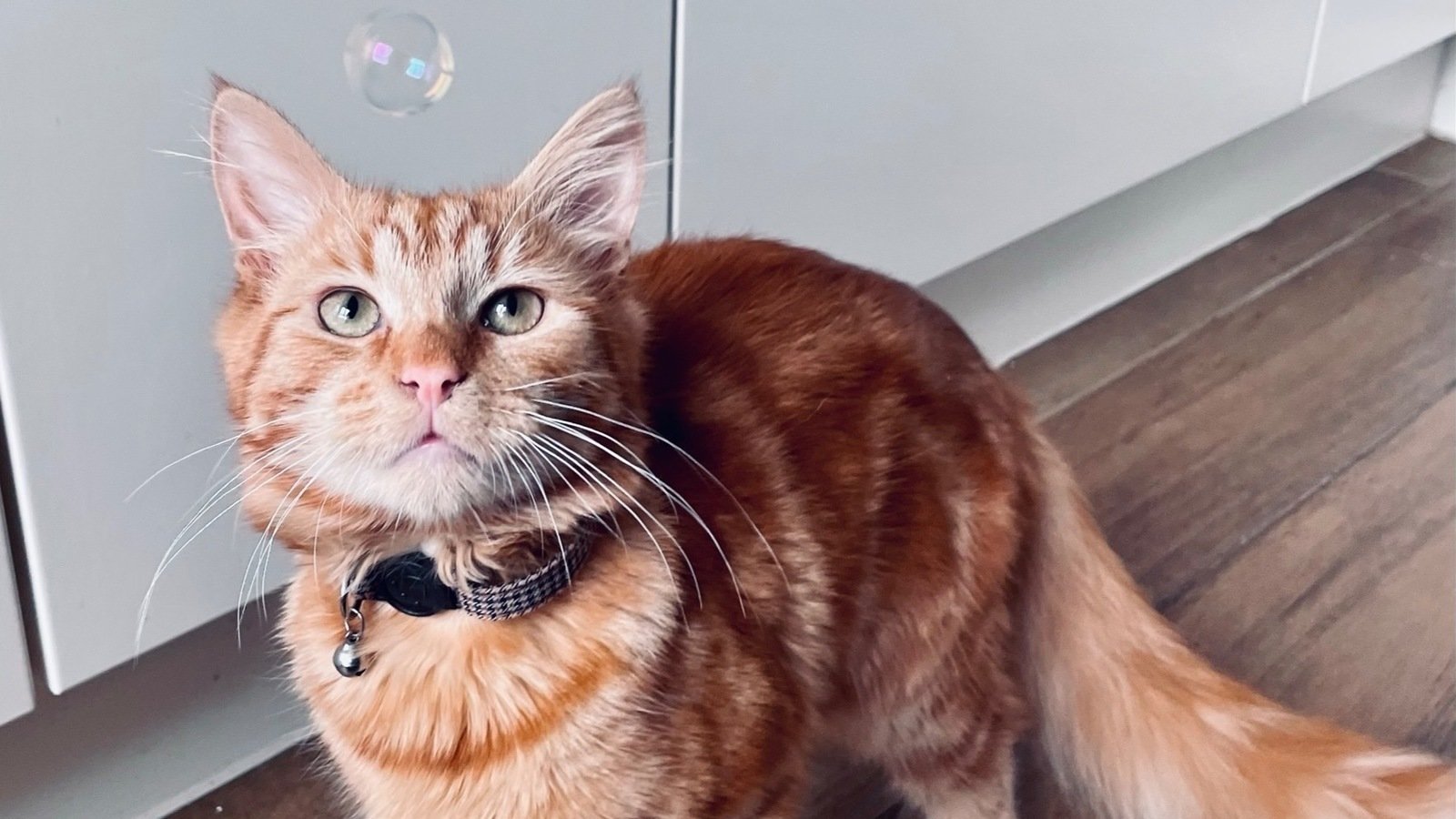 Petition · Make it law to stop and report when running over a cat ...