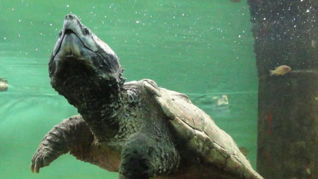 Petition · Free the 20 Year old freshwater snapping turtle from Alushta ...