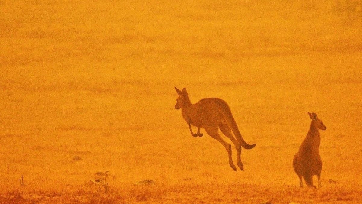Petition · Save the wildlife in Australia - United States · Change.org