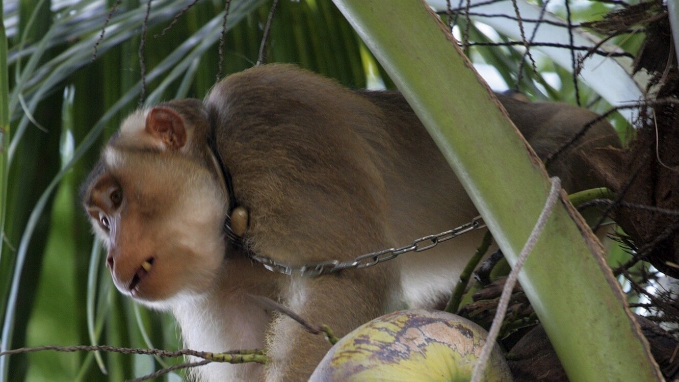 Petition · Retire Monkeys Forced to Pick Coconuts - United States ...