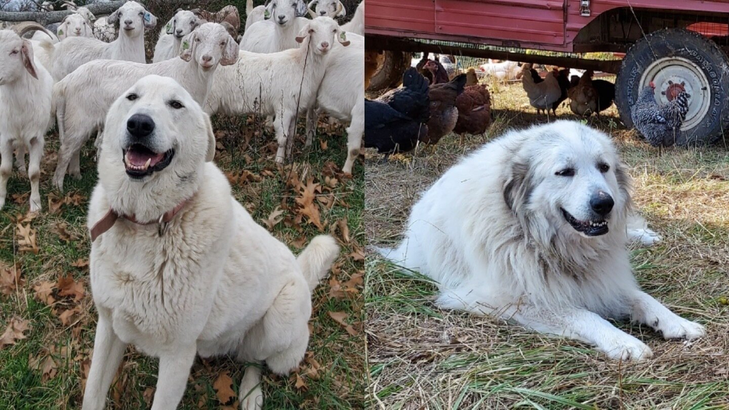 Petition · Re-Homing Instead of Euthanizing the Stone Barns Working ...