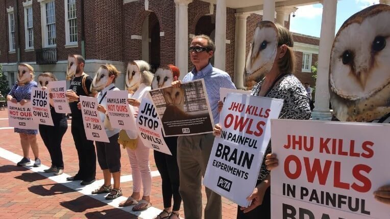 Petition · Put a stop to JHU Owl Testing - Stop Torment of Barn Owls ...