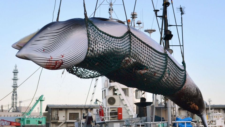 Petition · Ban Commercial Whaling worldwide - India · Change.org