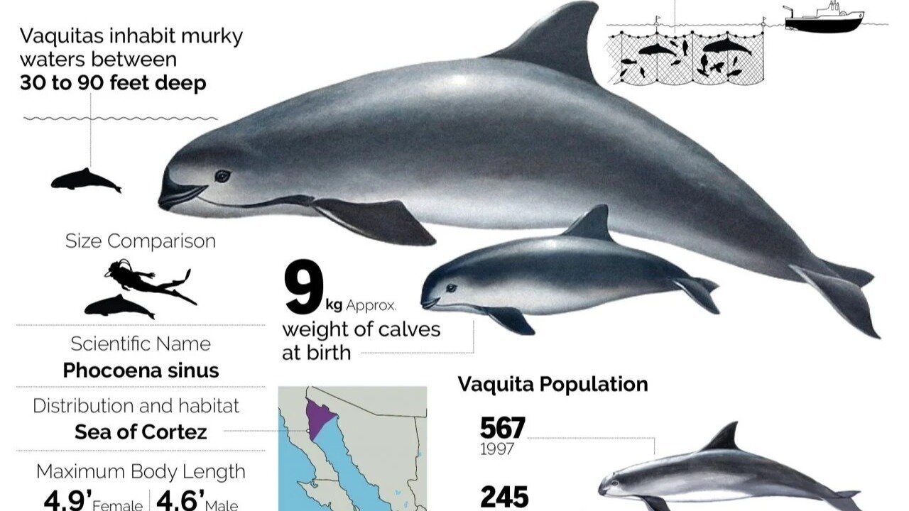 Petition · Expand the Vaquita Refuge, Save the Most Endangered Animal ...