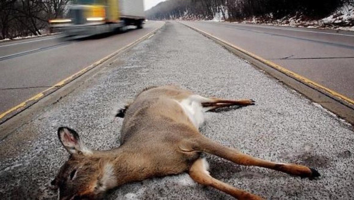 Petition · Stop animal car collisions and save lives—add wildlife ...