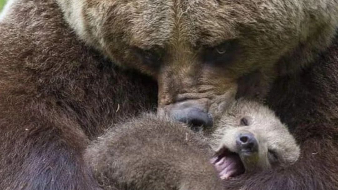 Petizione · ORSA JJ4 NO AL SUO ABBATTIMENTO SALVIAMOLA!!! - Italia ...