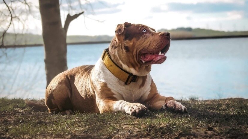 Petition · Save the XL Bully Breed - United Kingdom · Change.org