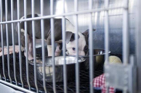 Petition · Help save Hope the pit bull puppy!!! - United States ...