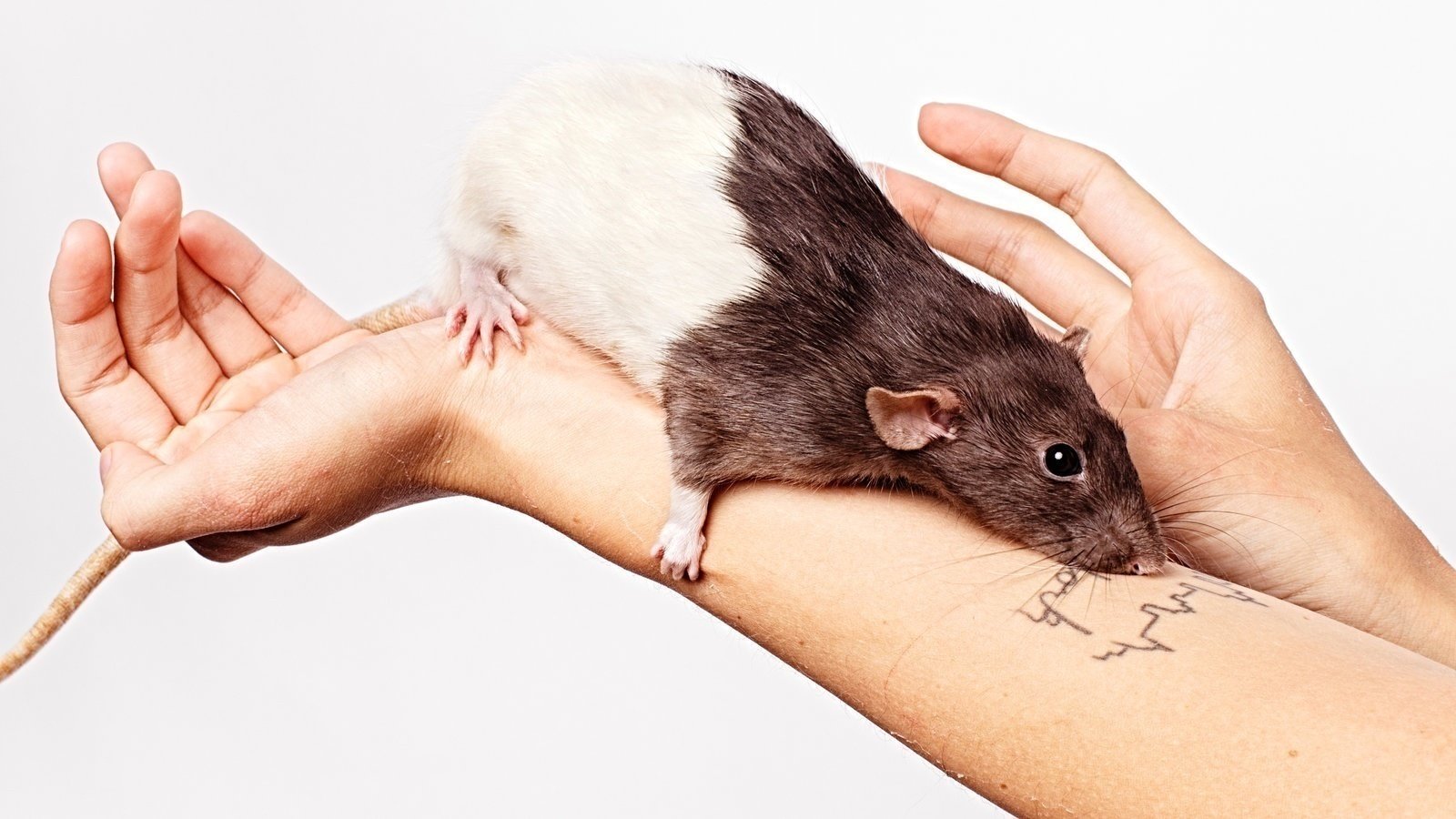 Petition · Get Grace a Rat - United States · Change.org