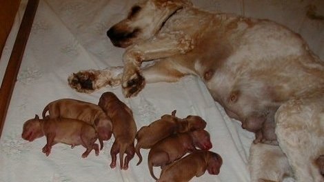 Petition · Government: Breeders MUST apply for and aquire a licence to ...