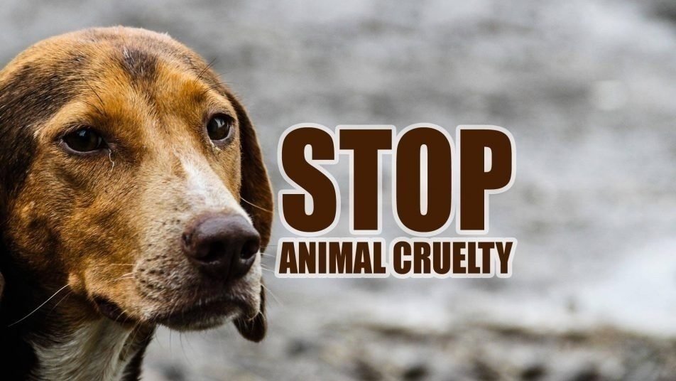 Petition · No more animal testing! - Sacramento, United States · Change.org