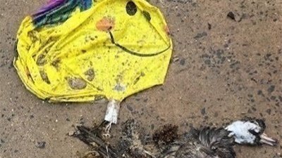Petition · Stop balloon releases! - United States · Change.org