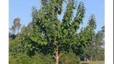 Kampanya · Stop Cutting Slow Growing Trees And Cut Fast Growing Trees ...