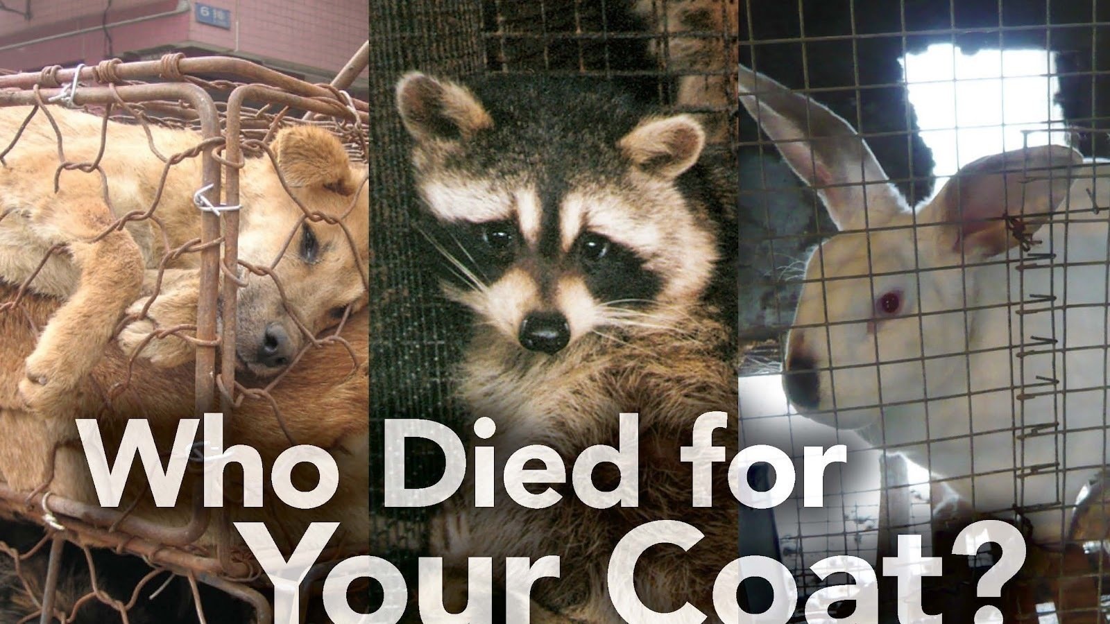 Petition · Stop Wearing Fur NOW! - United States · Change.org