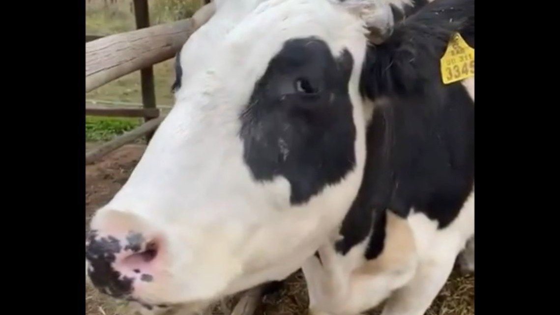 Petición · Que Duoc UC entregue a la vaca Verónica para que vaya a un ...