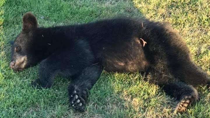 Petition · Save the Bears from DNR - Canada · Change.org